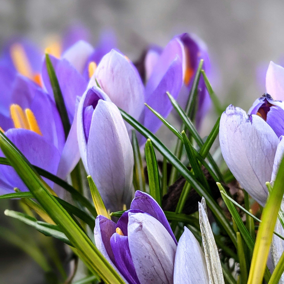 How is Kashmir Saffron different from other Saffron varieties?