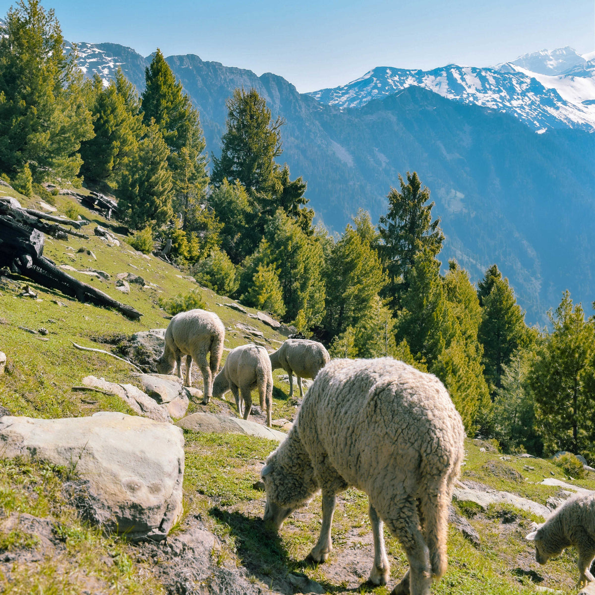 Rarest of rare Himalayan gems - Chichiri or Solai honey